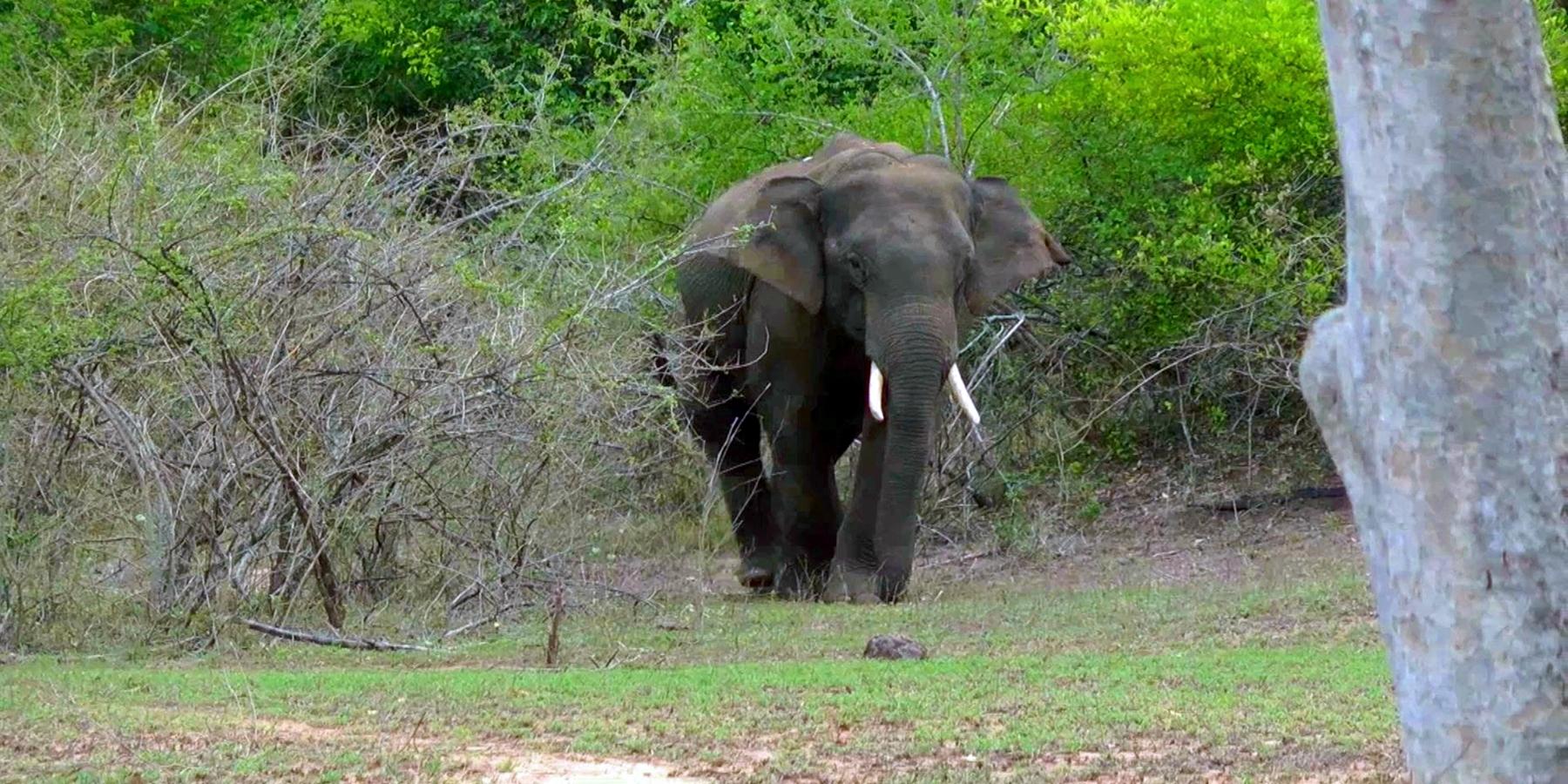 Chinnar Wildlife Sanctuary, Munnar - Experience Kerala