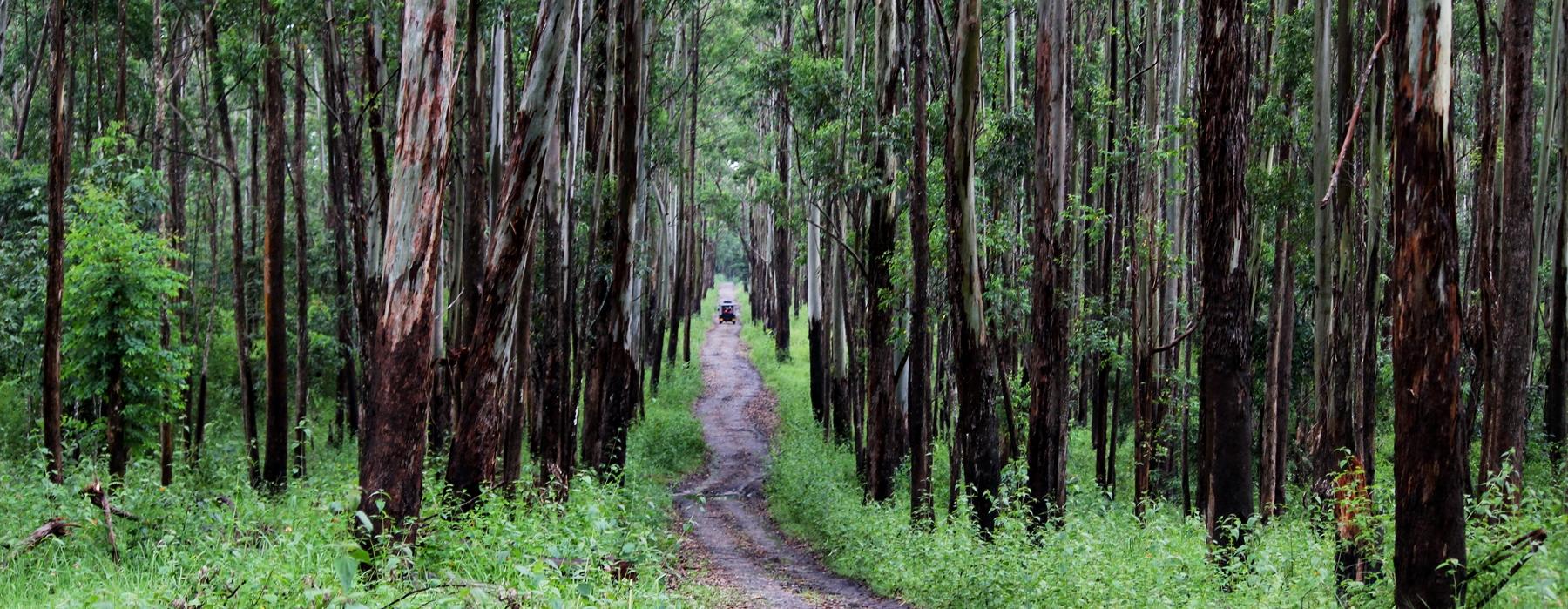 Muthanga Wildlife Sanctuary, Wayanad - Experience Kerala