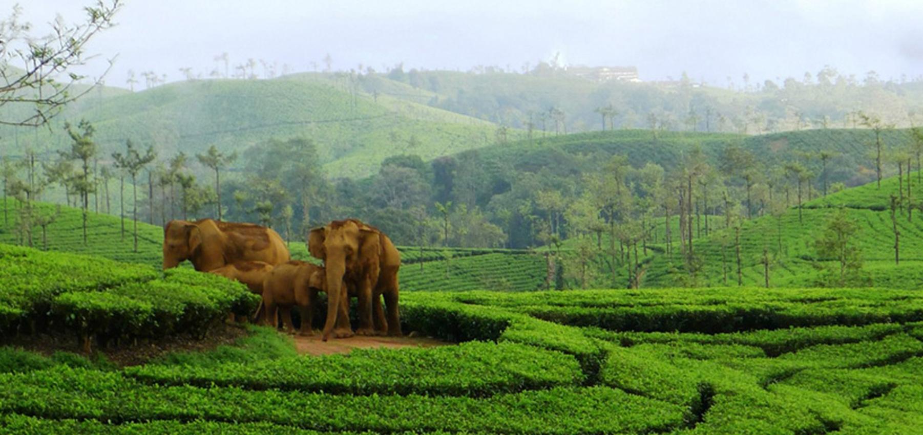Meghamalai Sightseeing, Theni - Experience Kerala
