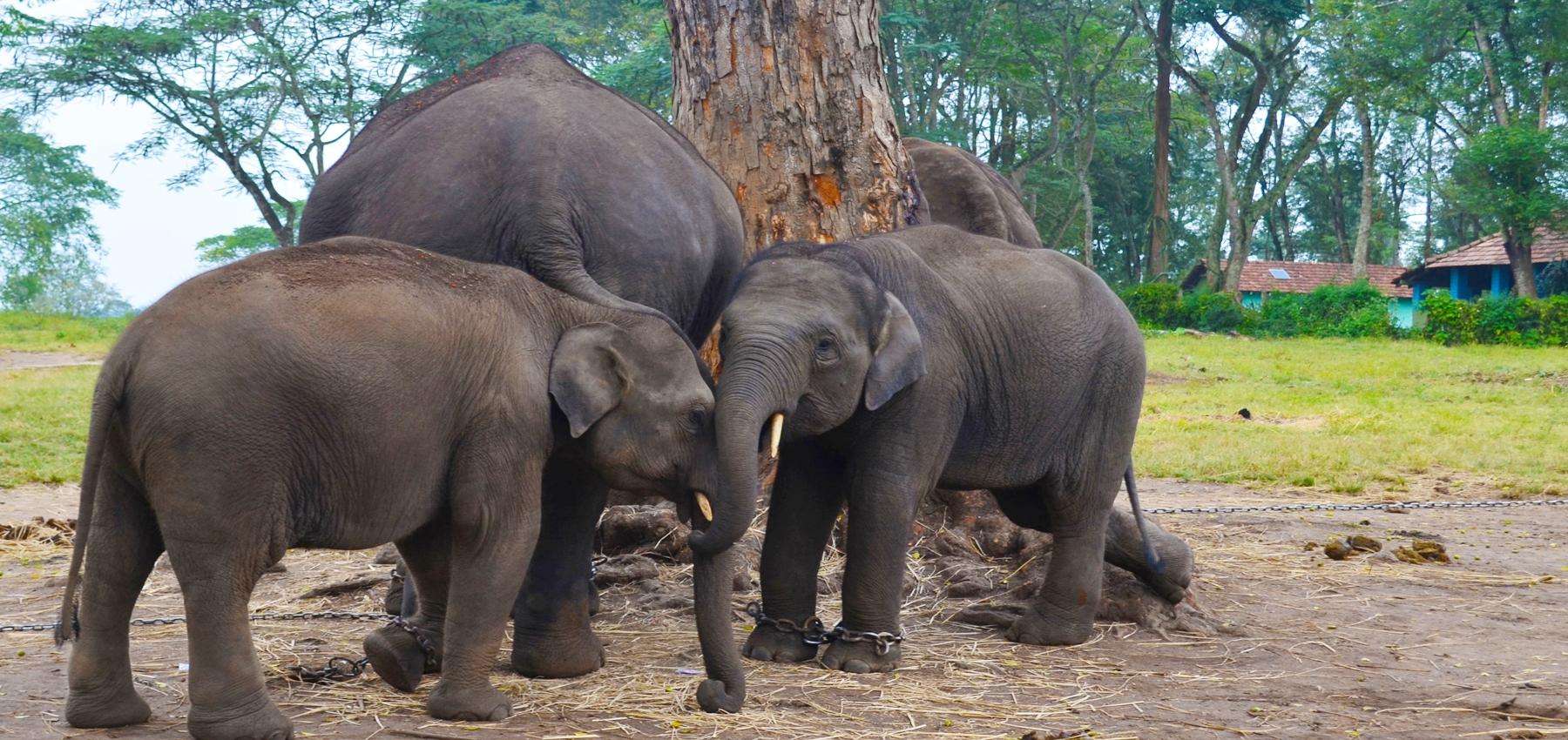 Dubare Elephant Camp, Coorg - Experience Kerala