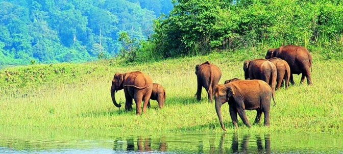 Thekkady - A Complete Guide on the Things to Do