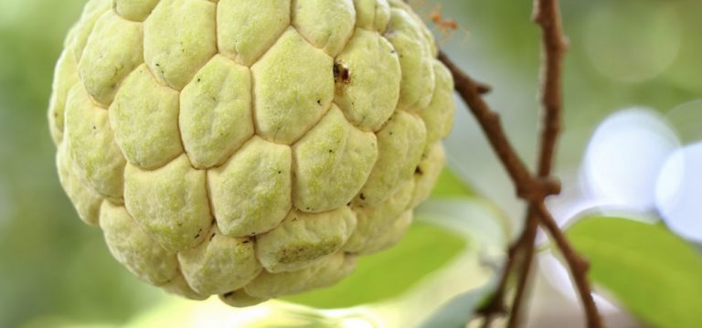 16 Most Favorite Homegrown Fruits in Kerala that you should NOT miss!